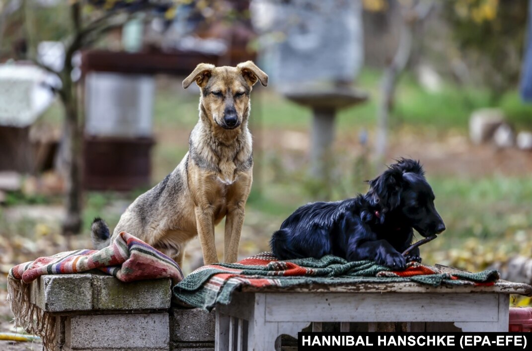 Stray Dogs In Russia Ukrainian Powerlifter Saves Animals Amid Russian