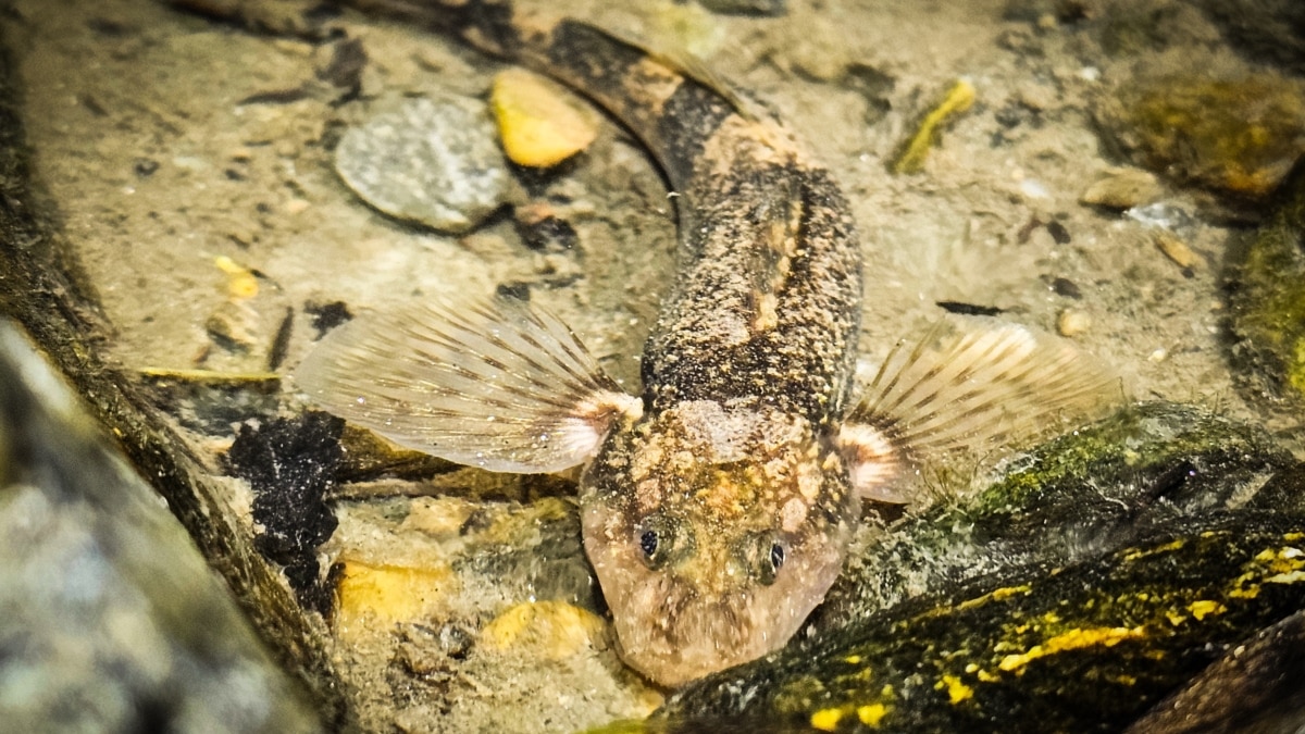 Aspretele, cel mai rar pește de apă dulce din Europa, a fost filmat ...