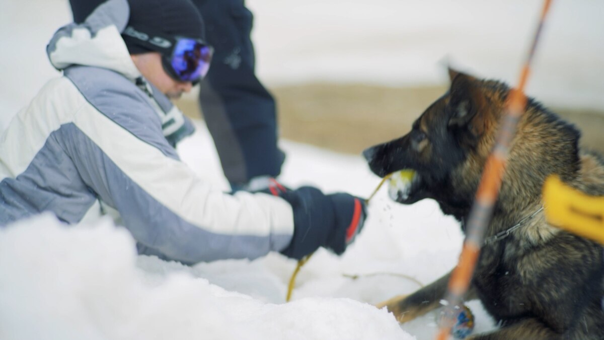 Bulgarian Mountain Rescue Dog Teams Rely Heavily On Volunteers