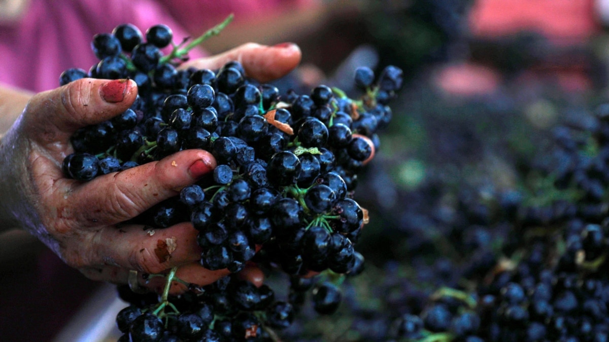 Ndryshimet klimatike prekin vreshtat maqedonase