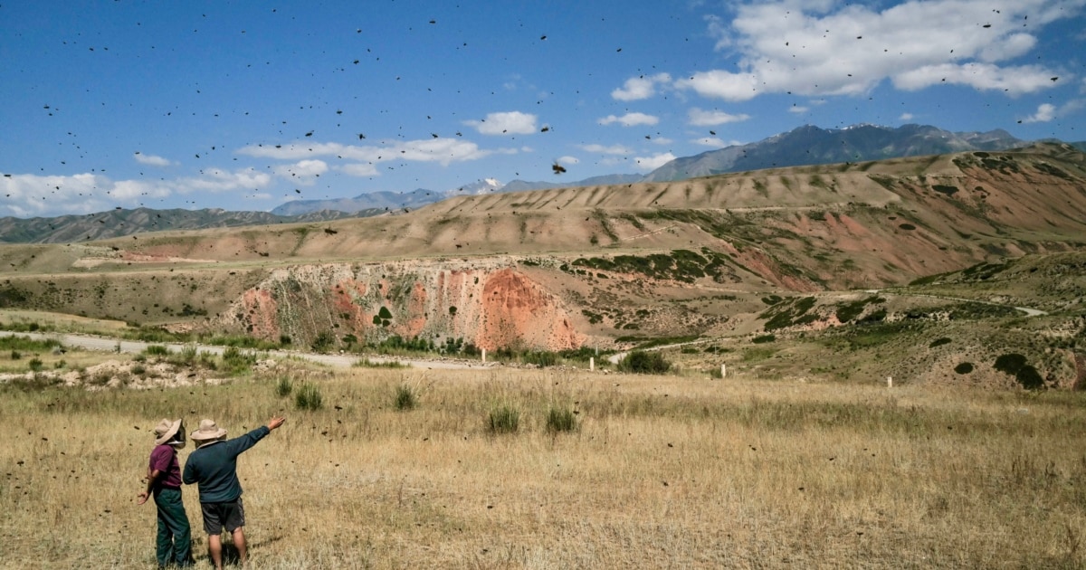 Lumenjtë e mjaltit: Mbijetesa e bletarëve përgjatë degëve të lumenjve ...
