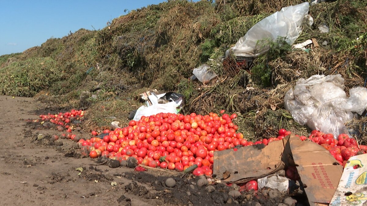 Roșiile aruncate la gunoi. De ce nu reușesc fermierii din Matca/ jud ...