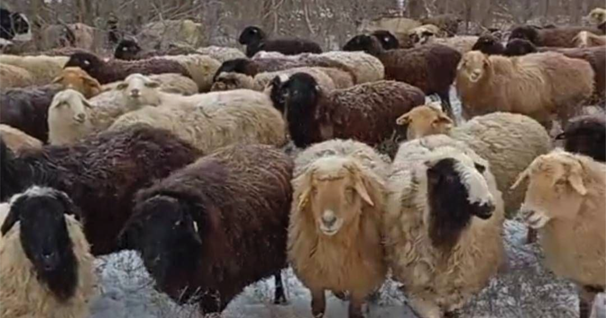 Sowukda goşlarda mallar ölýär, çopanlara kynçylyklar barada gürlemezlik ...