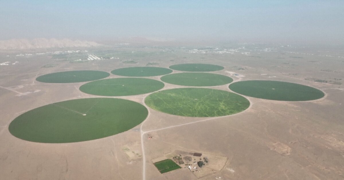 Emiratet mbjellin shkretëtirën me grurë