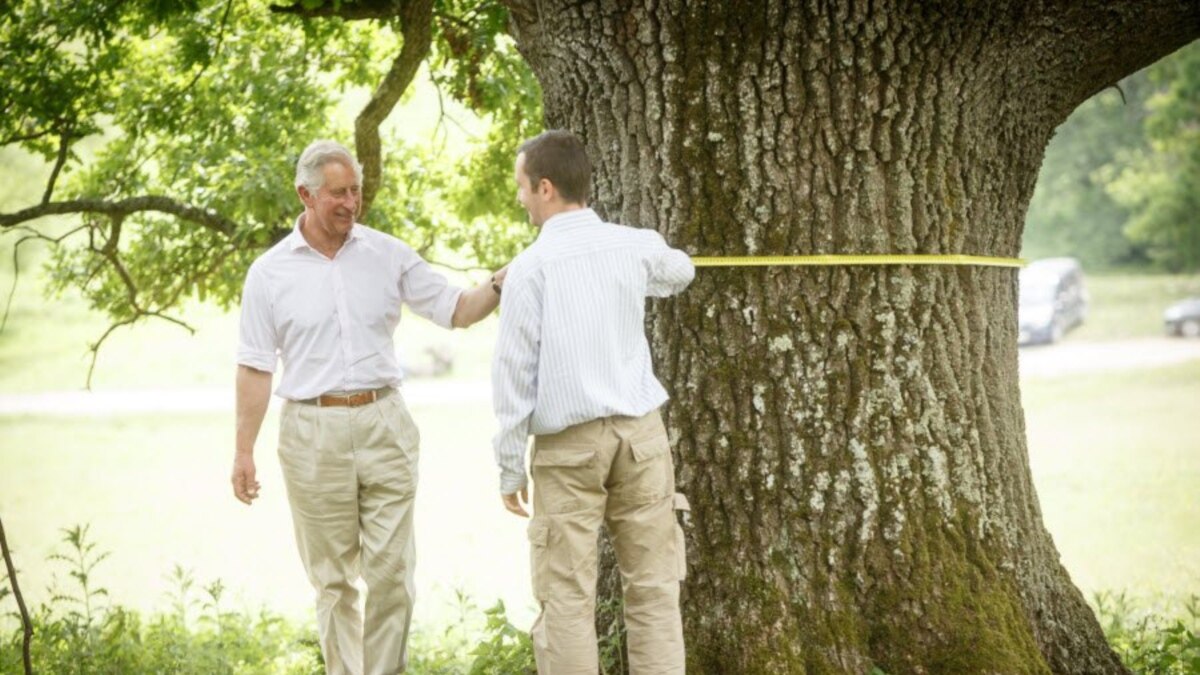 Povestea fascinantă a arborilor remarcabili din România, promovați de ...