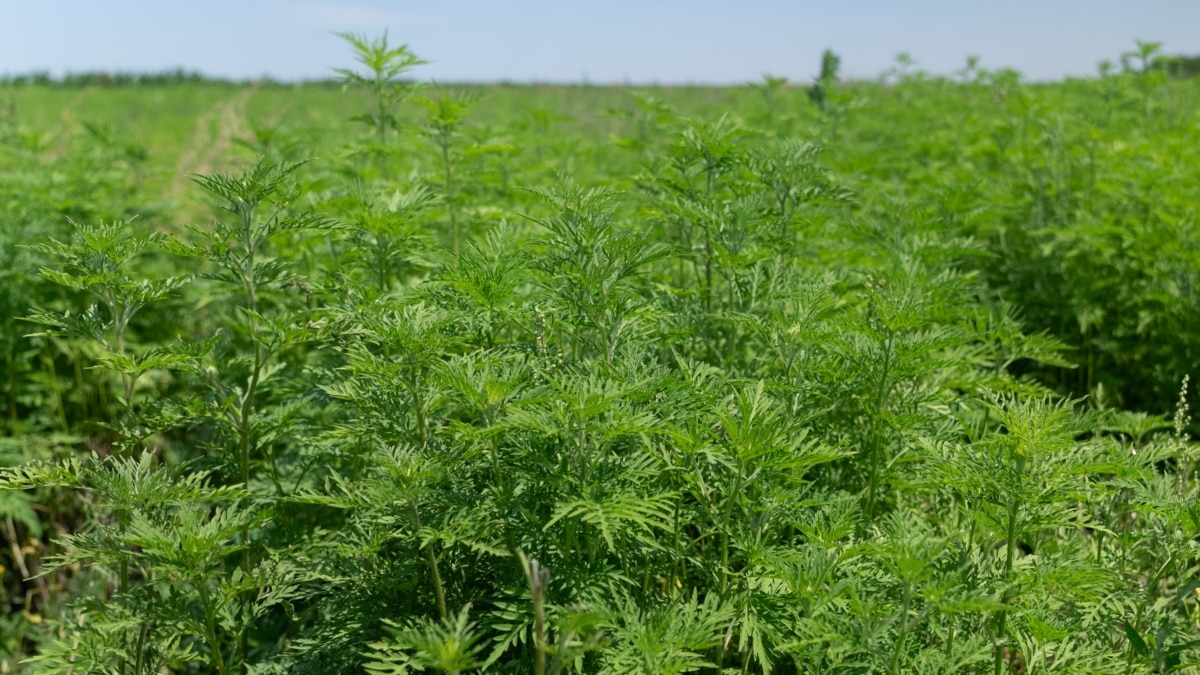 Lupta cu ambrozia, la Căușeni: „Fără conlucrare, nu avem șanse s-o ...