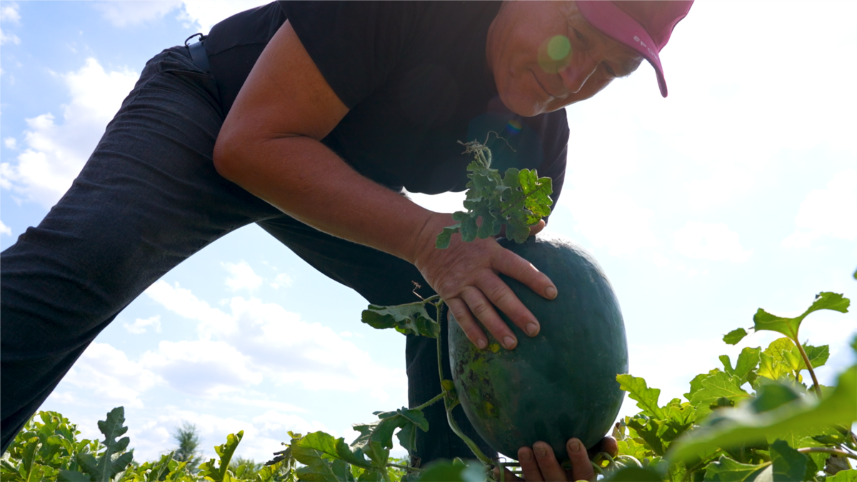 Harbuji în loc de popușoi. Povestea agricultorilor care și-au schimbat ...