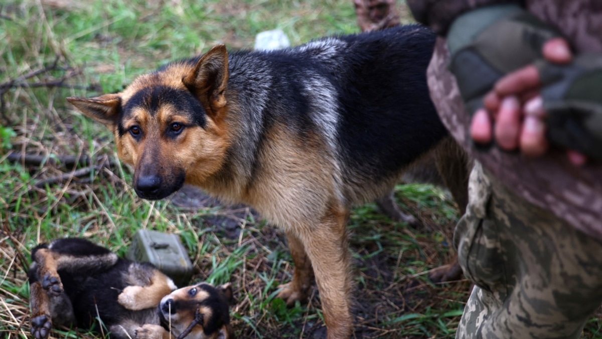 Dogs Of War: Ukrainian Soldiers Seek Comfort In Their Canine Companions ...