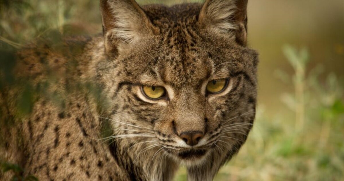 Râsul iberic, salvat de la dispariție într-un „succes conservaționist ...