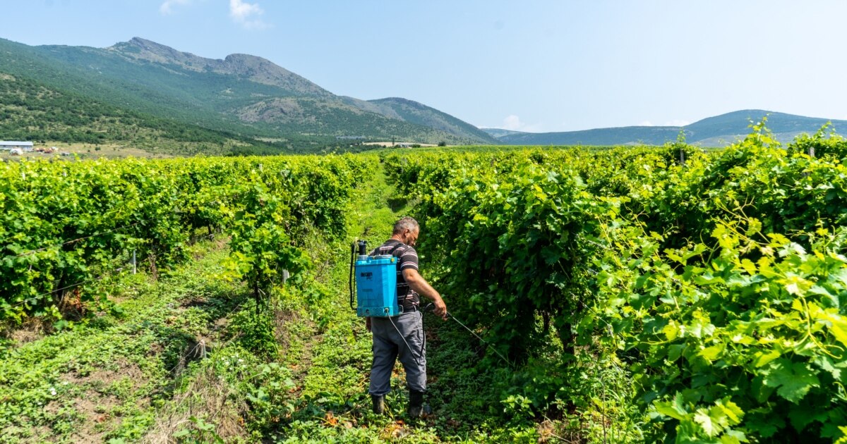 Vit i brishtë për vreshtarët e Kosovës