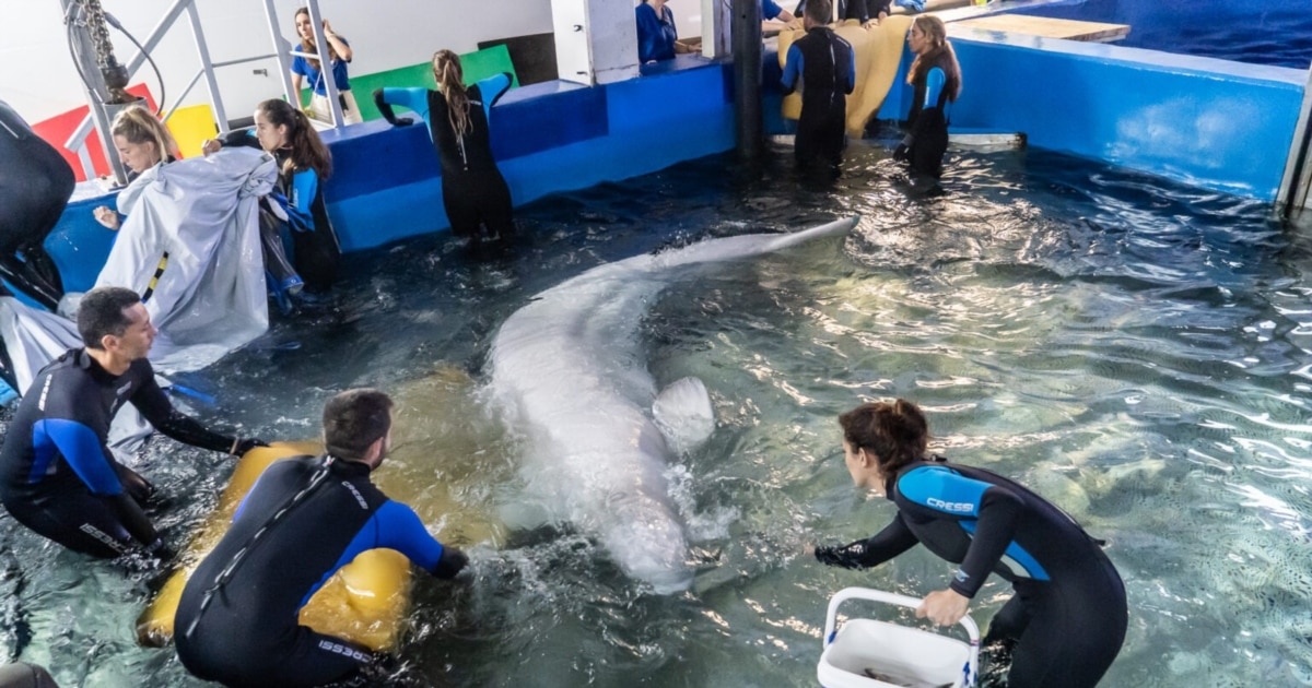 Balenele beluga salvate de la Harkov prin Chișinău au ajuns la ...