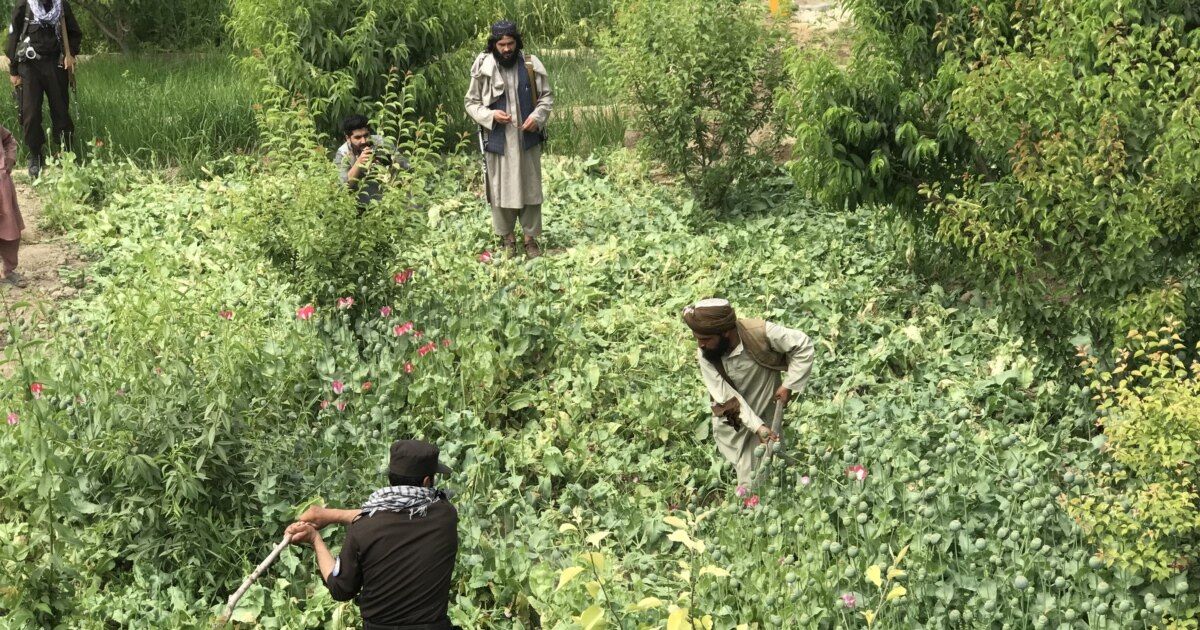 Afghan Meth Trade Surges As Taliban Clamps Down On Heroin, UN Says