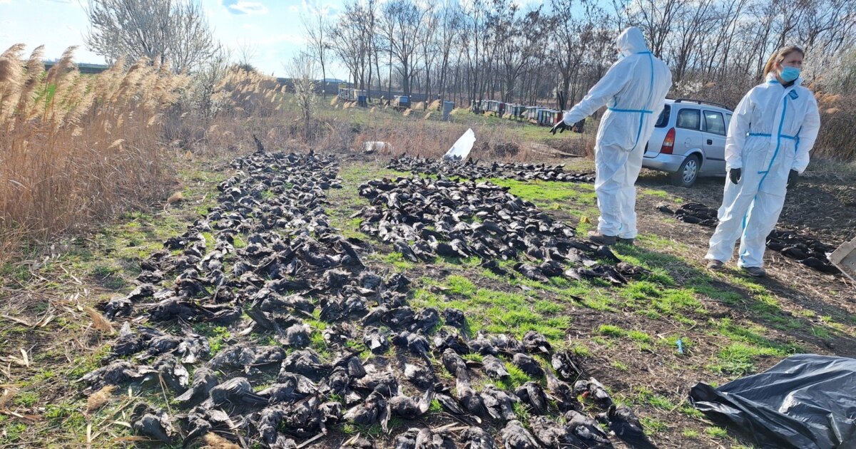 Više od 800 divljih ptica uginulo na severu Srbije