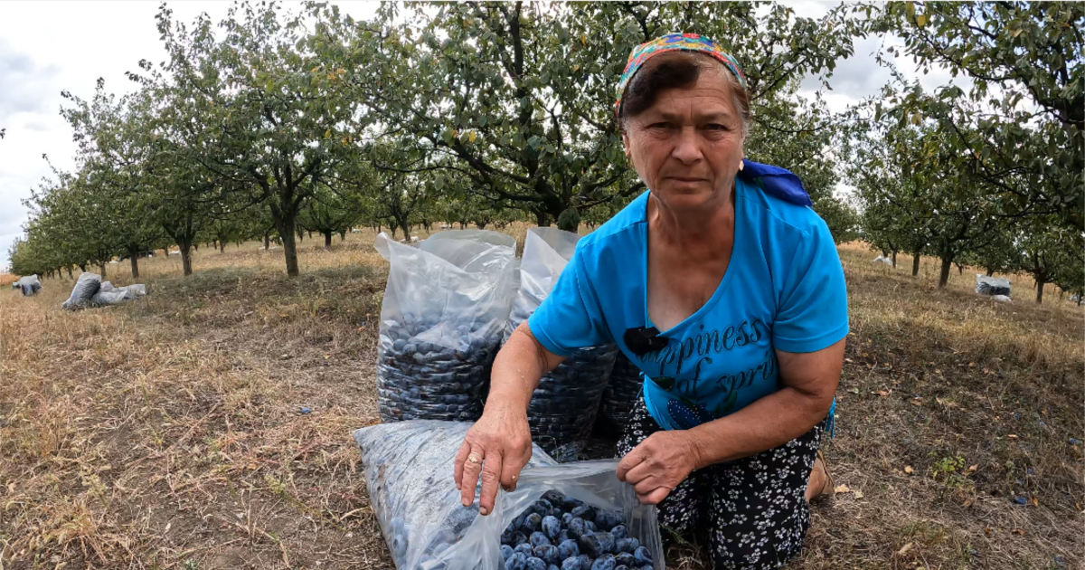 Producătorii mici de prune au strâns o roadă bogată, dar n-o pot vinde ...
