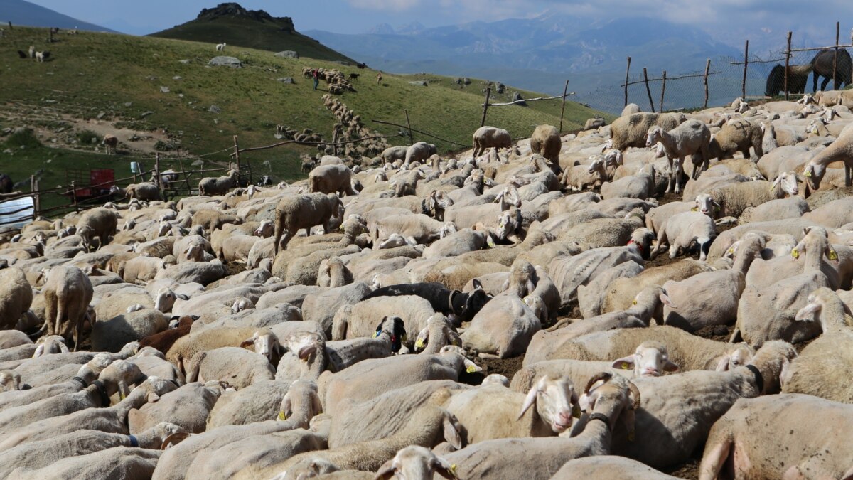 Azərbaycanda qoyun saxlayanların 8 faizi bütün qoyunların yarısına sahibdir