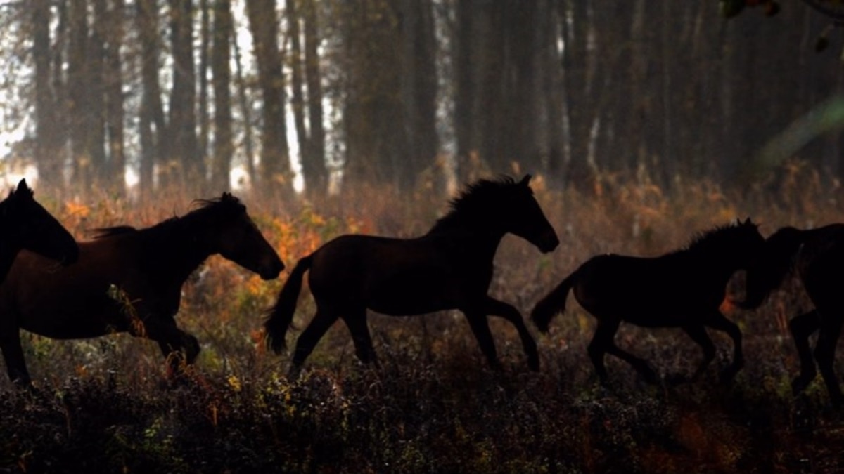 Caii sălbatici din Delta Dunării, cu sau fără microcip? ONG-urile se ...