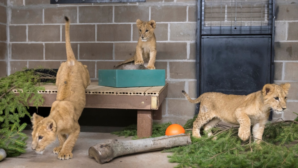 Four Lion Cubs Saved From War In Ukraine Arrive At U.S. Sanctuary