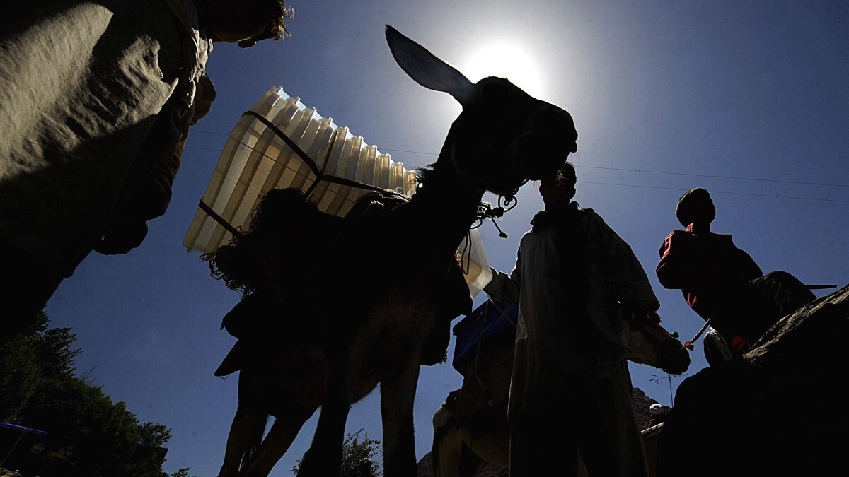 Donkeys, Aircraft Deployed To Deliver Afghan Ballots