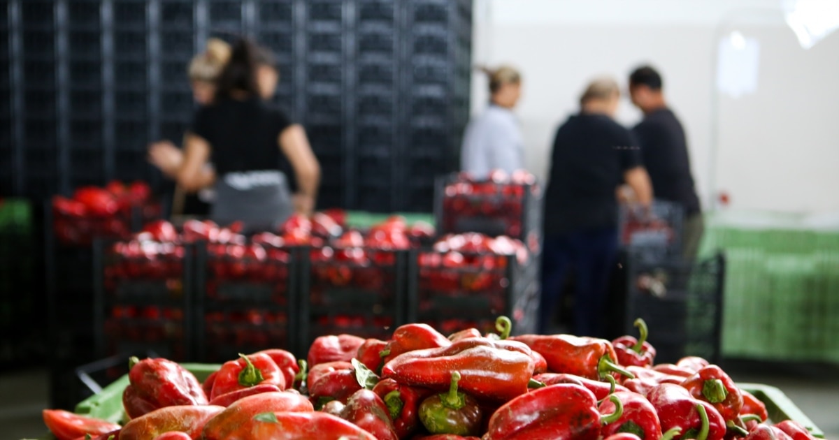 “Perimet nuk i blej më me kilogramë”