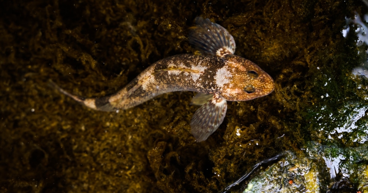 Aspretele - Un pește unic în lume este căutat în apele din România