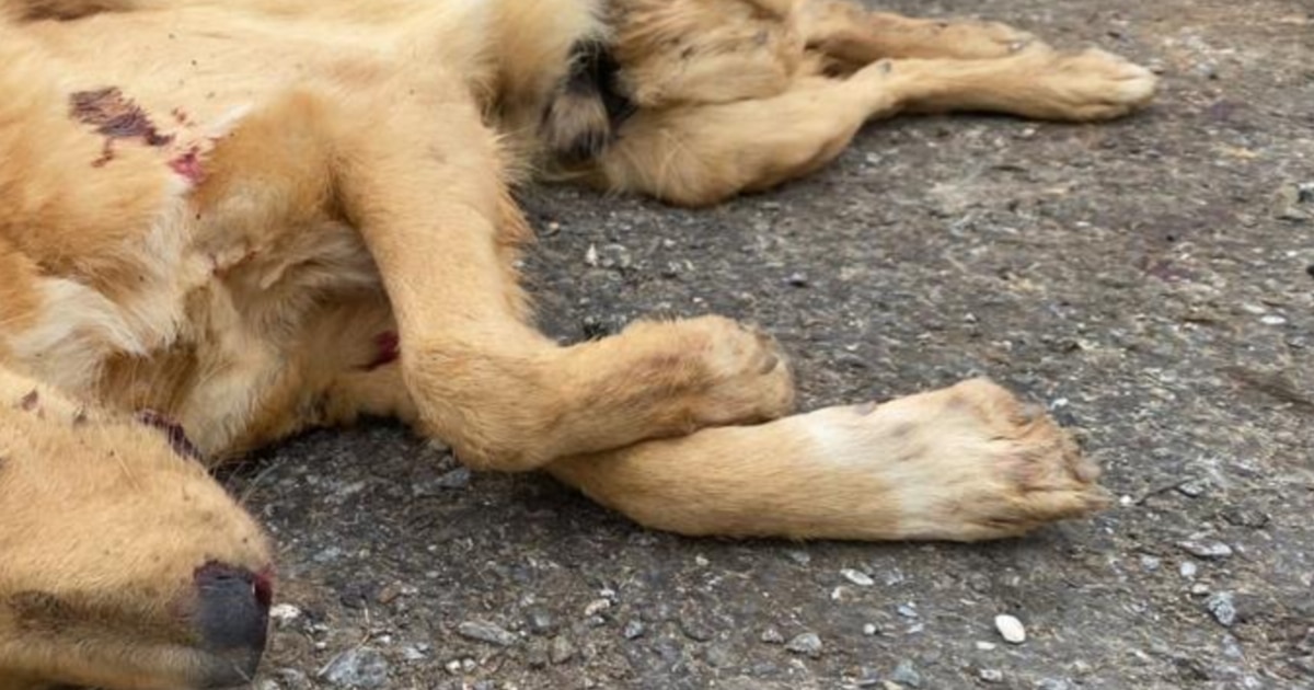 Russian Police Launch Probe Into Alleged Fraud At Shelter Where ...