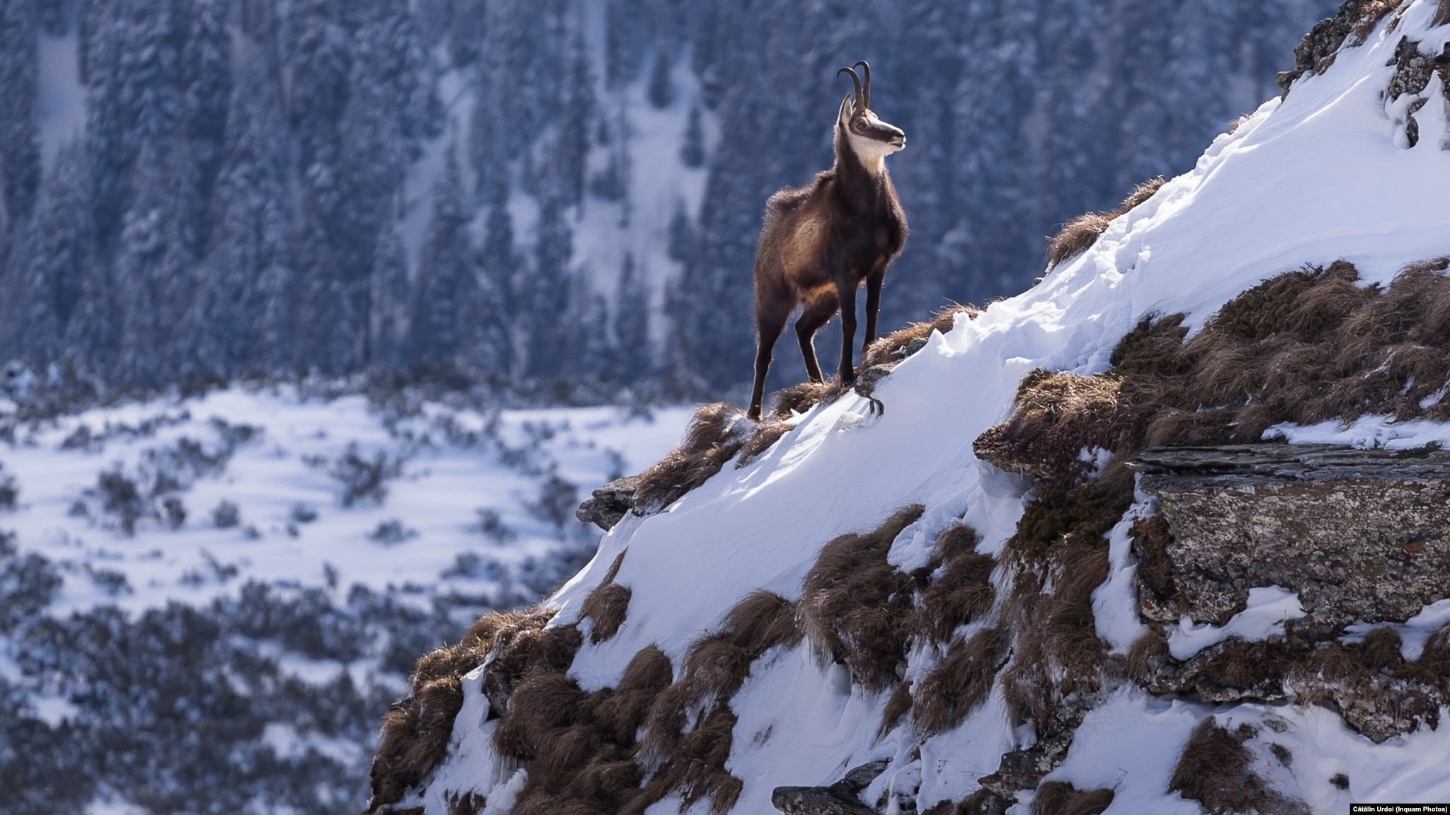 whats the most beautiful animal in Balkans that lives only here? : r ...