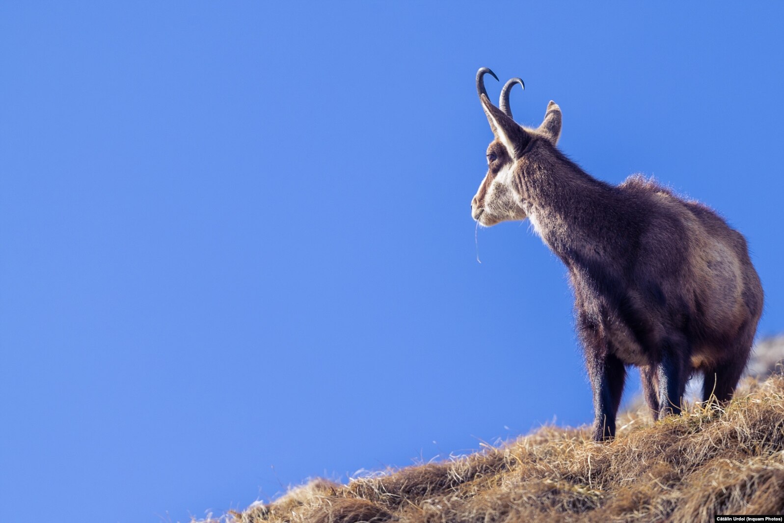 SRI si Politia: „Ne facem datoria fata de Romania!” Cum a ajuns România ...