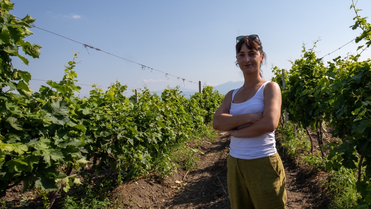 Te vreshtat e Syrrushes