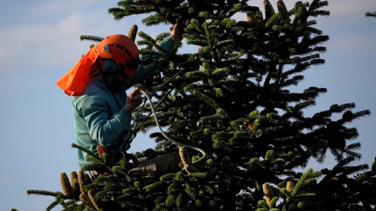 Европските новогодишни елки родени во планините на Грузија