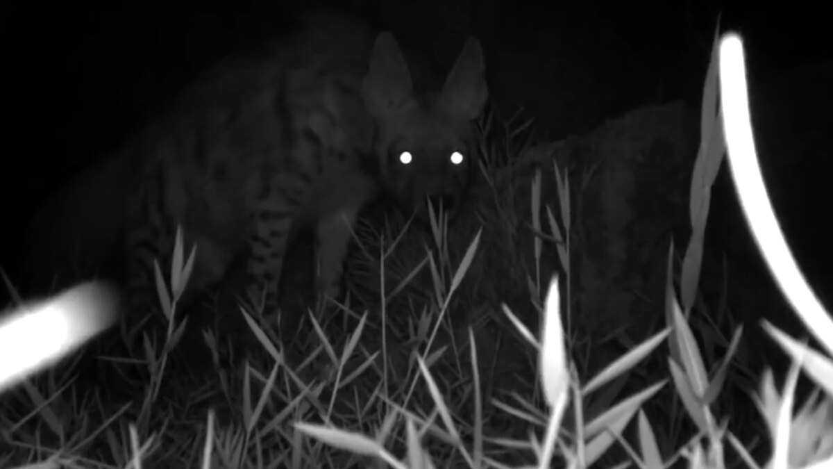 Not The Last Laugh: Rare Hyena Spotted In Tajikistan