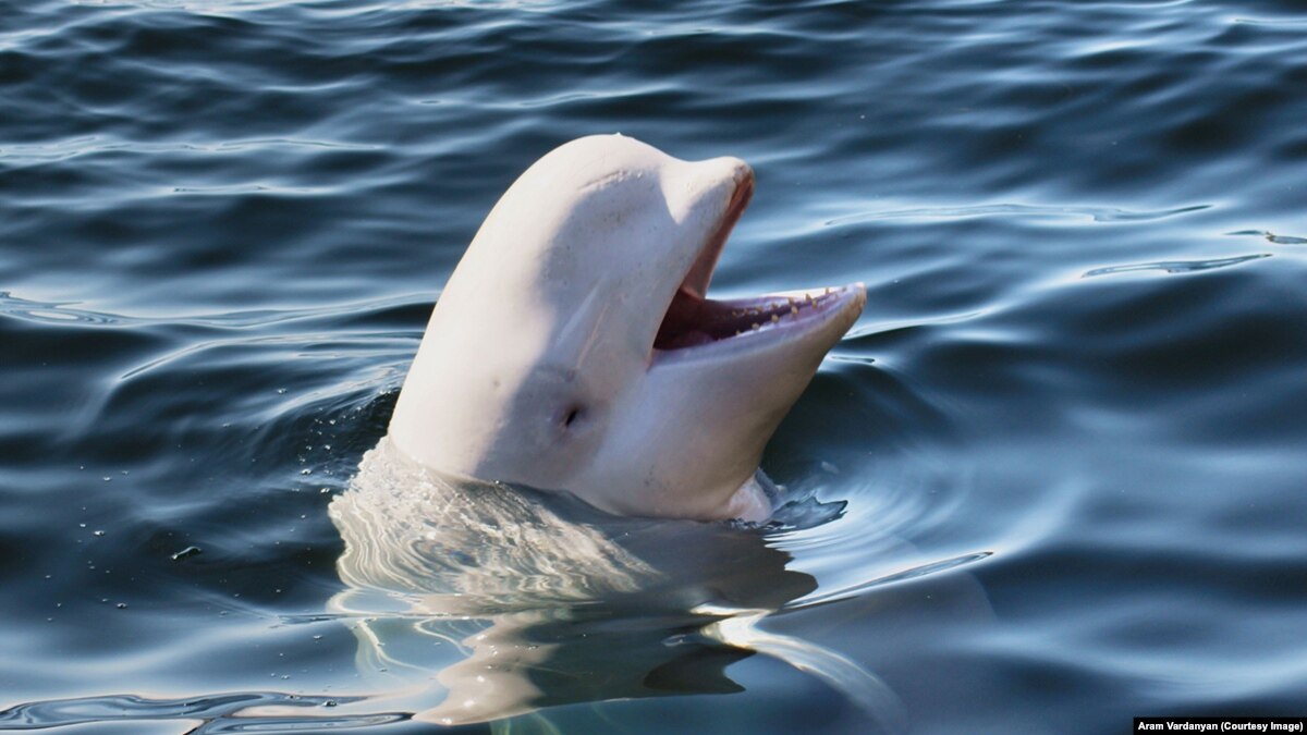 'Whalefare': The 'Russian Spy' Beluga Is In Unsure Waters