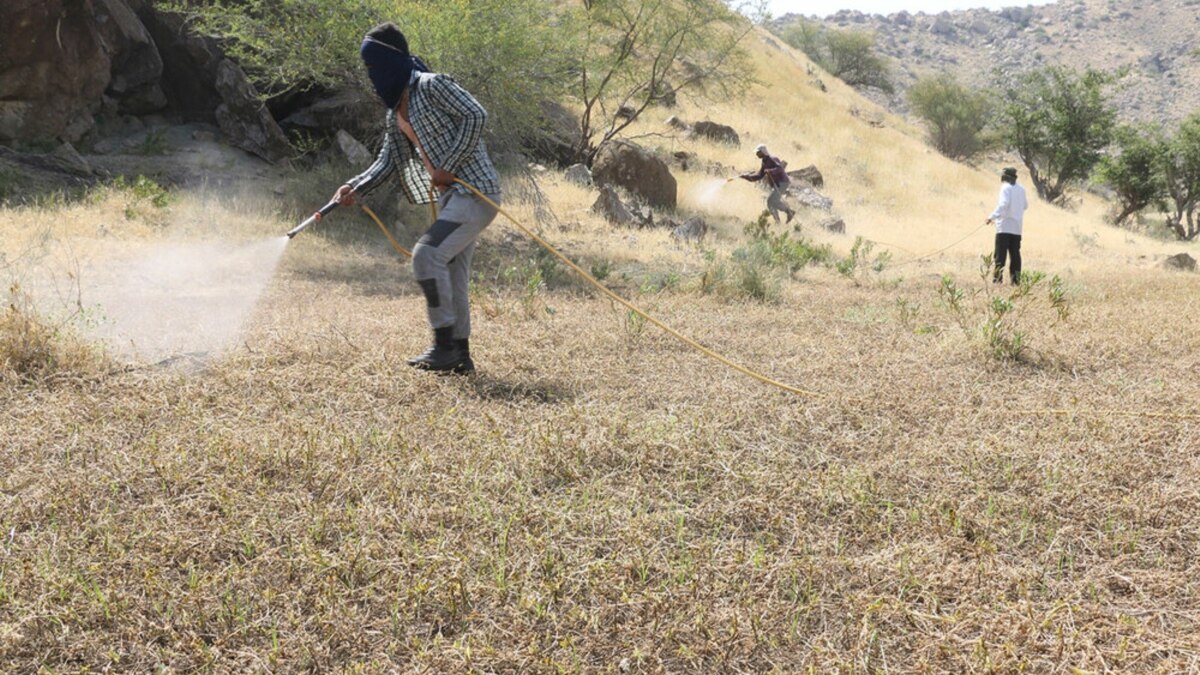 Tehran Allocates Pest Control Budget Two Months After Swarms of Locusts ...