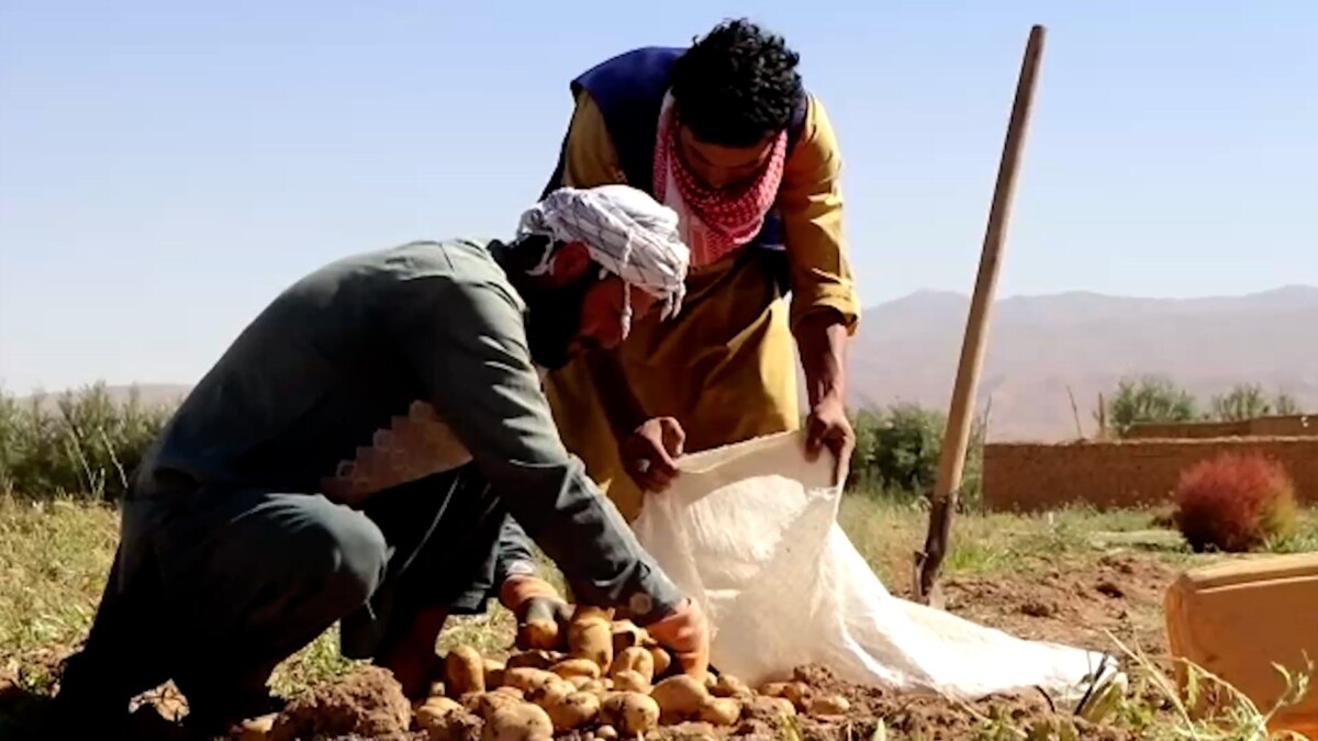 'We Need Help': Drought Destroys Crops In Rural Afghanistan