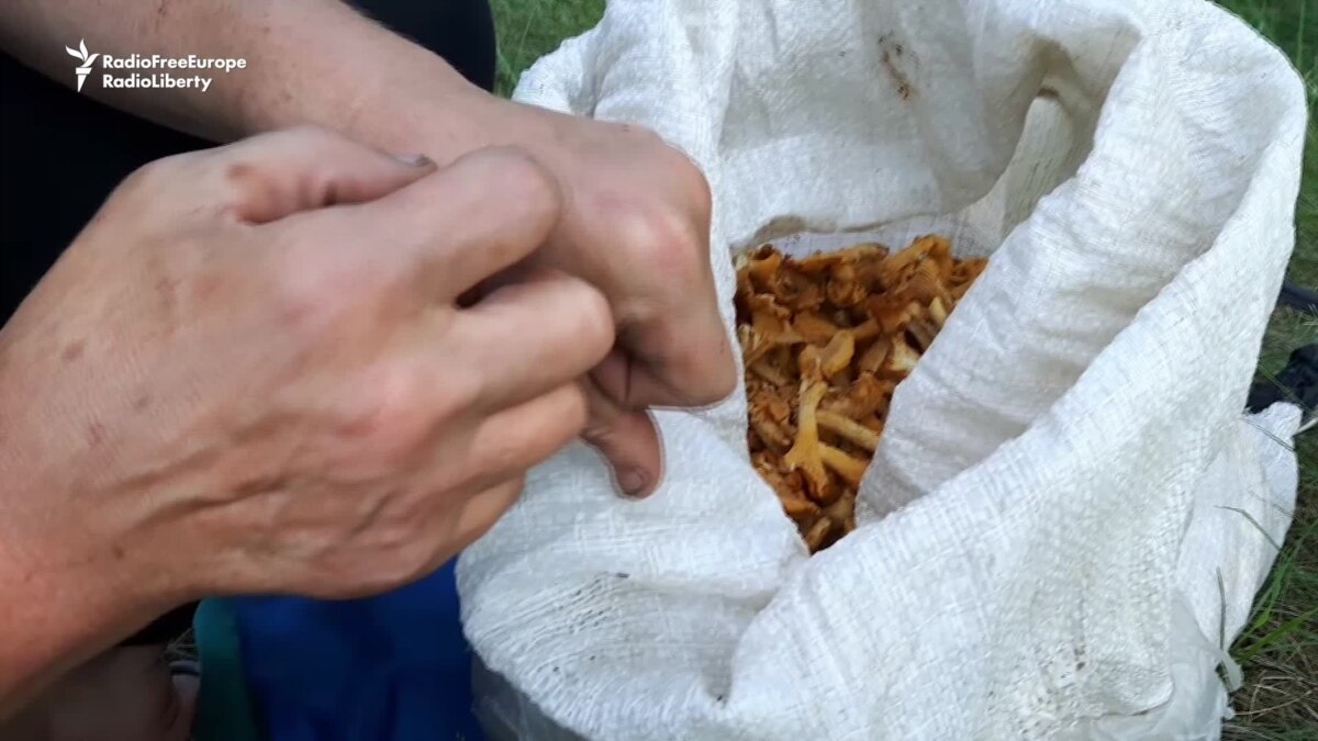 Radioactive Mushrooms In Belarus?