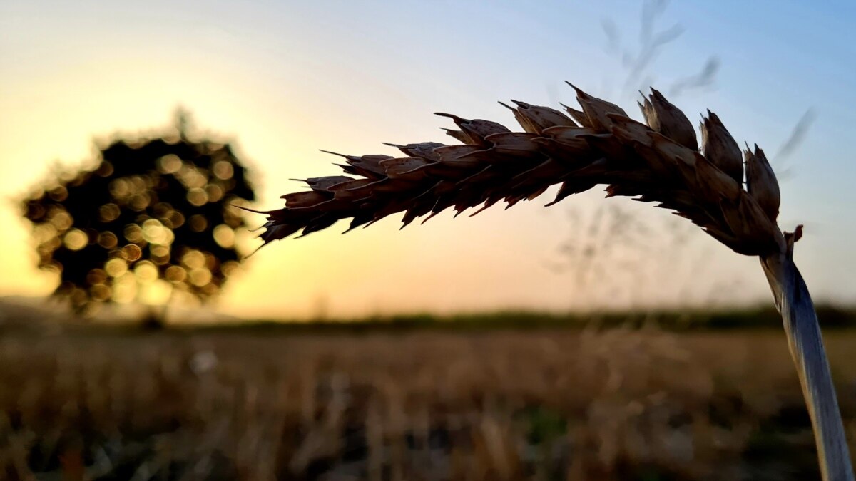 Rreziku nga mungesa e grurit në Kosovë