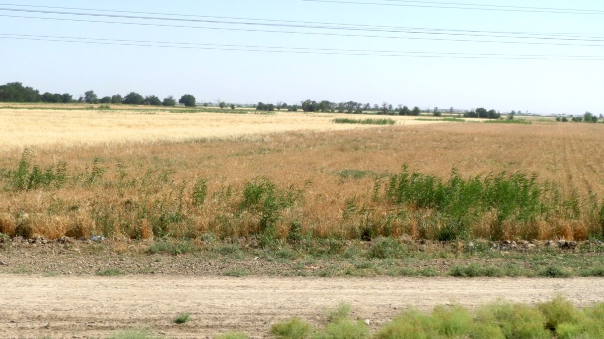 Another Hungry Winter In Turkmenistan