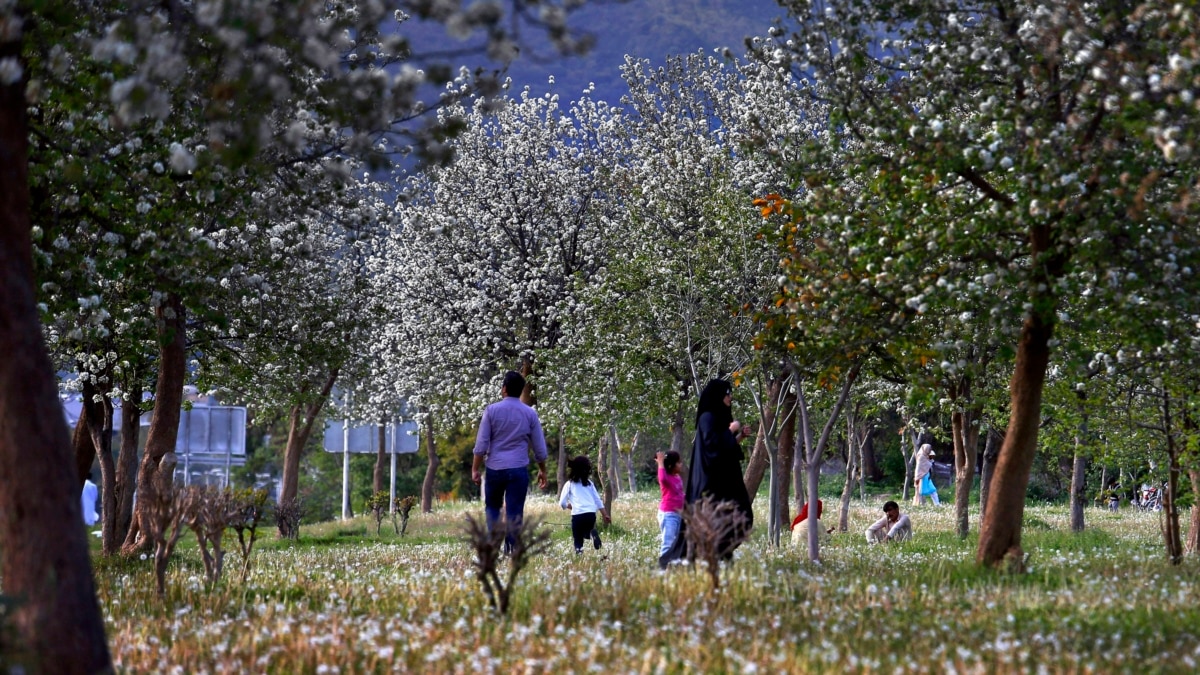 Pakistan's Tree-Planting Push Has A Sweetener: More Honey
