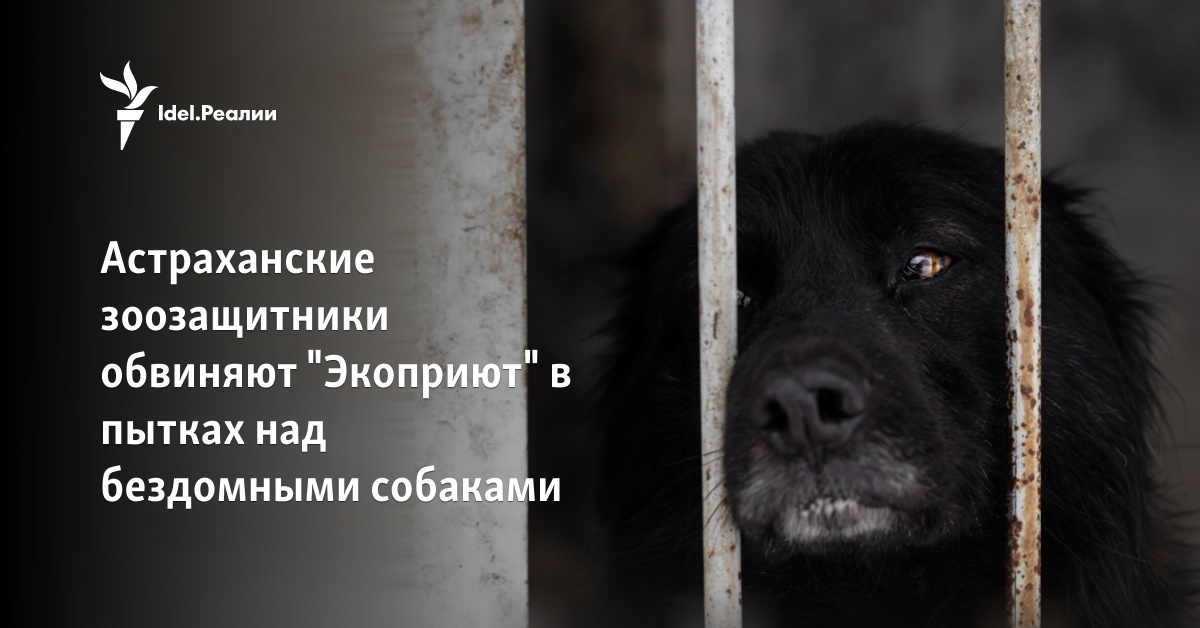 Астраханские зоозащитники обвиняют Экоприют в пытках над бездомными собаками