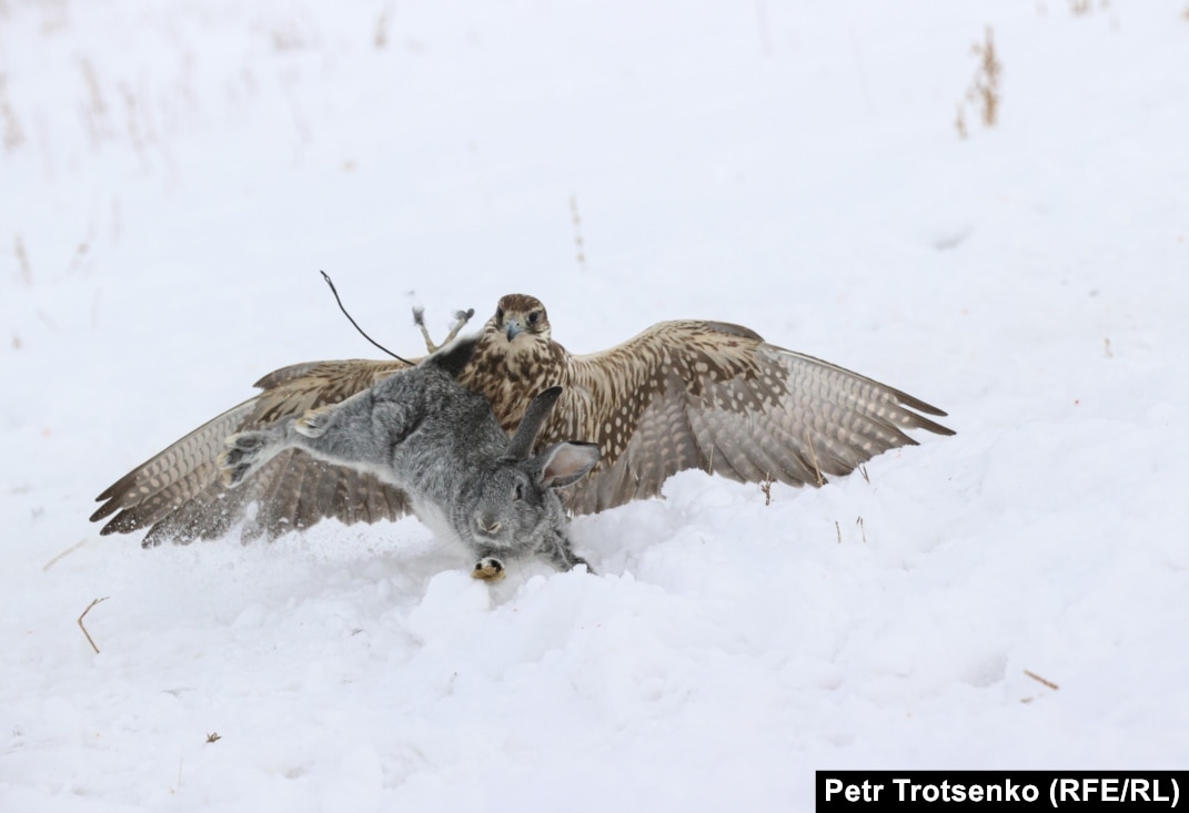 Saker Falcon Hunting