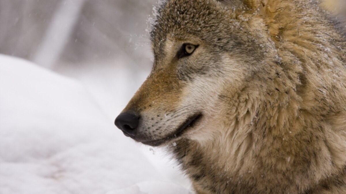 Christmas Lights And Pitchforks: Terrified Russian Villagers Try To ...