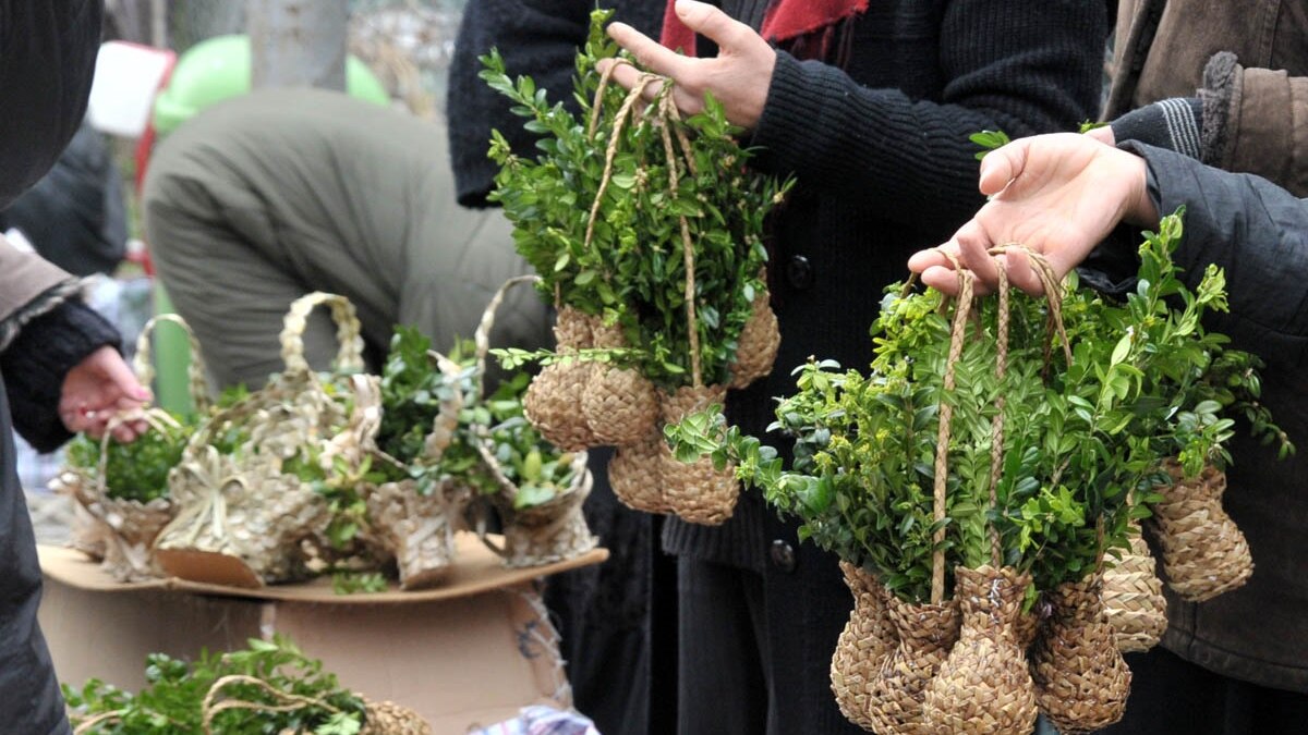 ბზა - გადაშენების პირას
