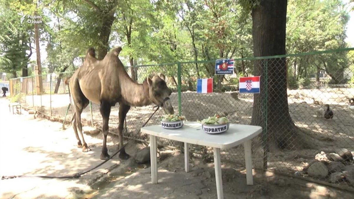 Soothsaying Tajik Camel Picks World Cup Champion