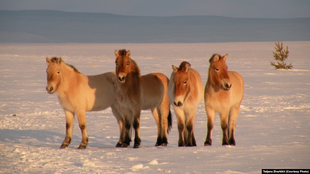 Endangered Przewalski's Horses Back On Russian Steppe