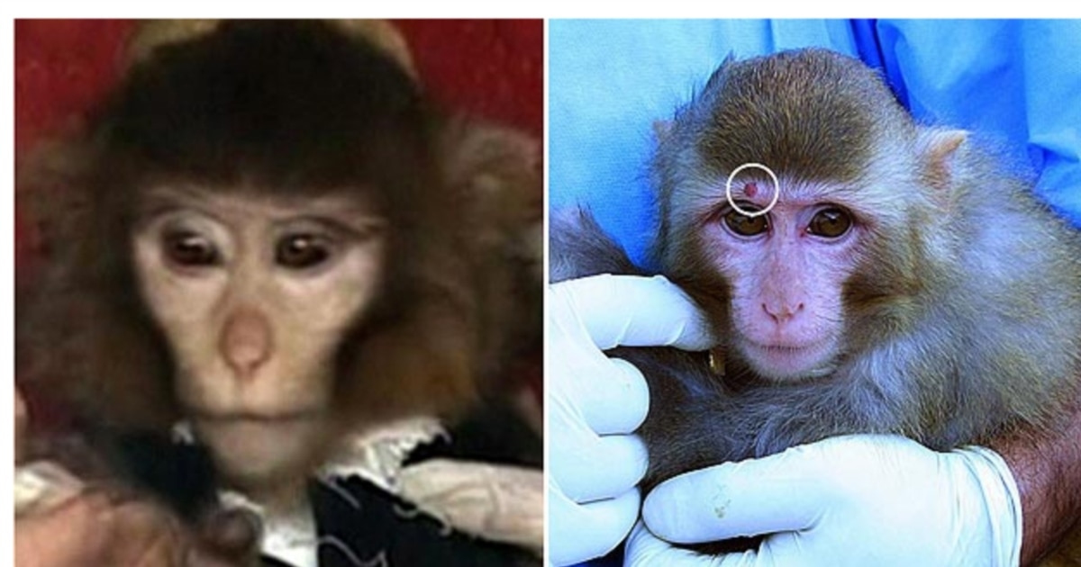 Iran: Monkey 'Brought Back Safely' From Space
