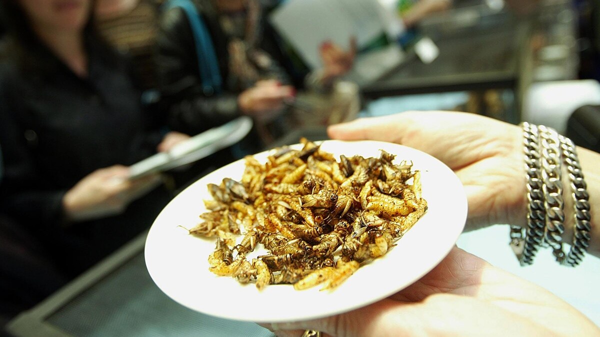 UN Food Agency Urges People To Eat More Insects