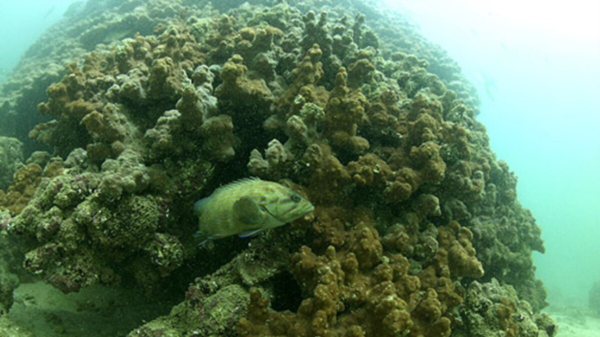 Scientists Warn Of Mass Extinction Of Marine Species