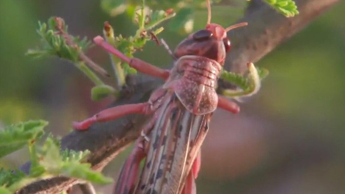 Largest Locust Invasion In Decades Plagues Farmers Across South And ...