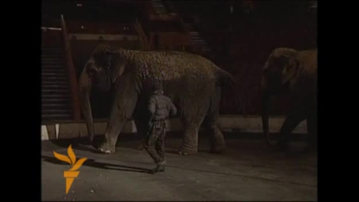 Elephants Saved By Siberian Vodka