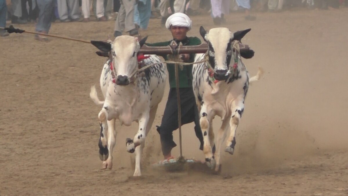 Pakistan's Bull-Racing Boy Wins New Fan