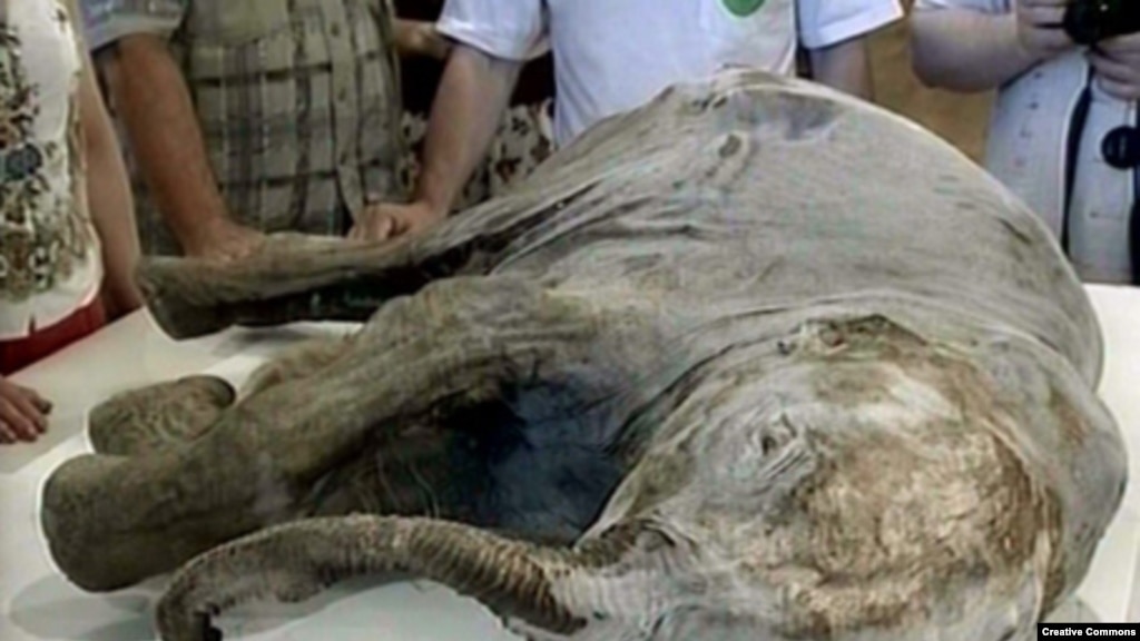 Though Many Consider It Woolly, Scientist Pursues Dream To Resurrect ...